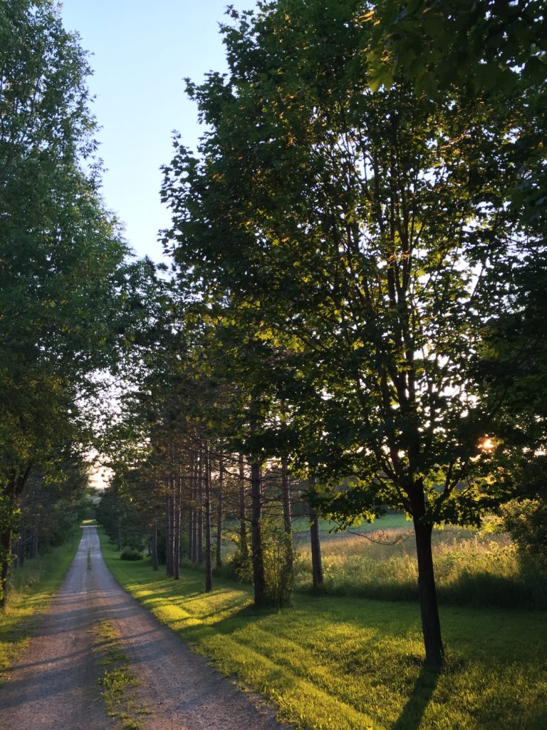 DIY Grapevine lighting balls ...What a BRIGHT idea